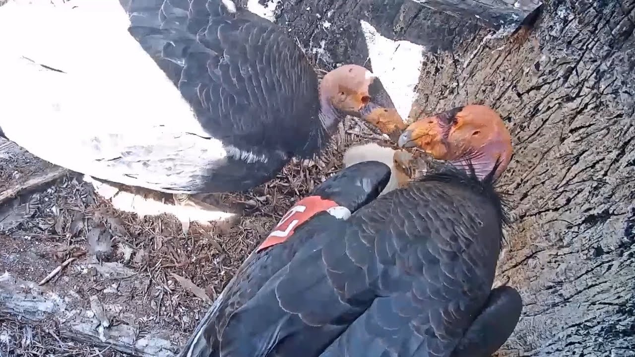 2020-05-06 Big Sur California Condor Day 12🌞Dad Shoves Mom Off😁Mom ...