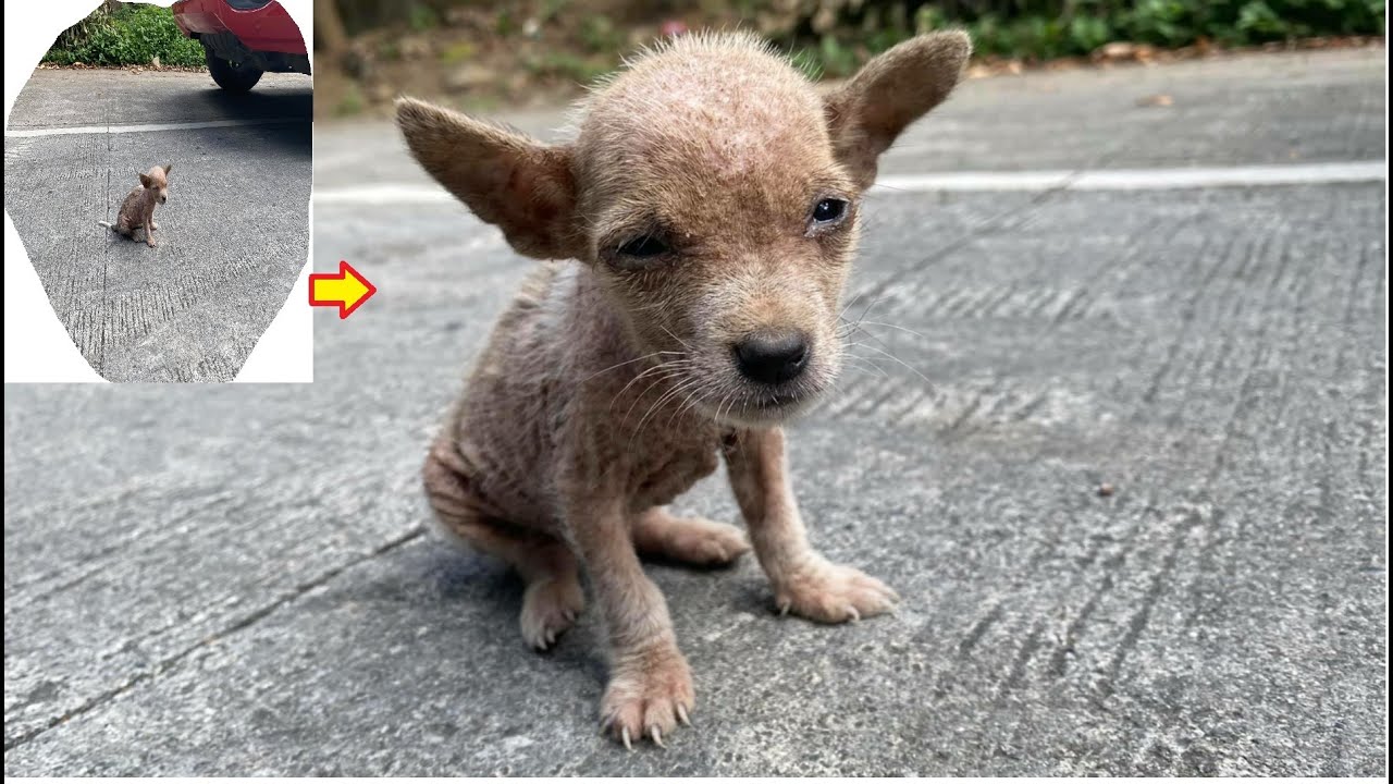 Rescue Poor Puppy who was found in the middle of the road looking so ...
