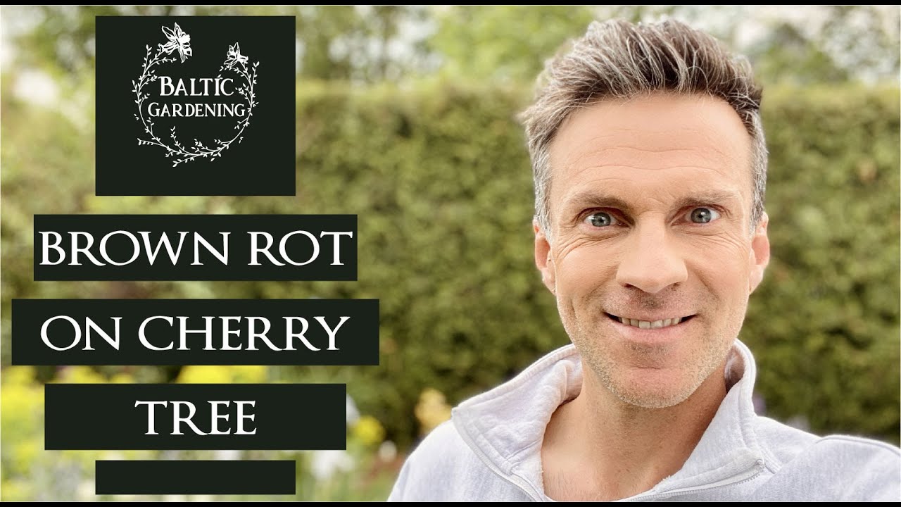 Brown rot on ornamental cherry tree. wilted leafs on cherry. fungus on ...