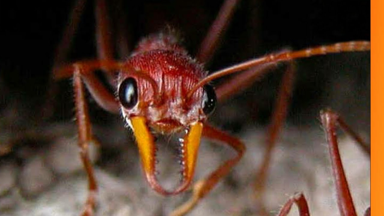 Conheça a Formiga mais Perigosa do Mundo - YouTube