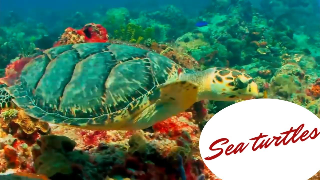 Sea Turtles - YouTube