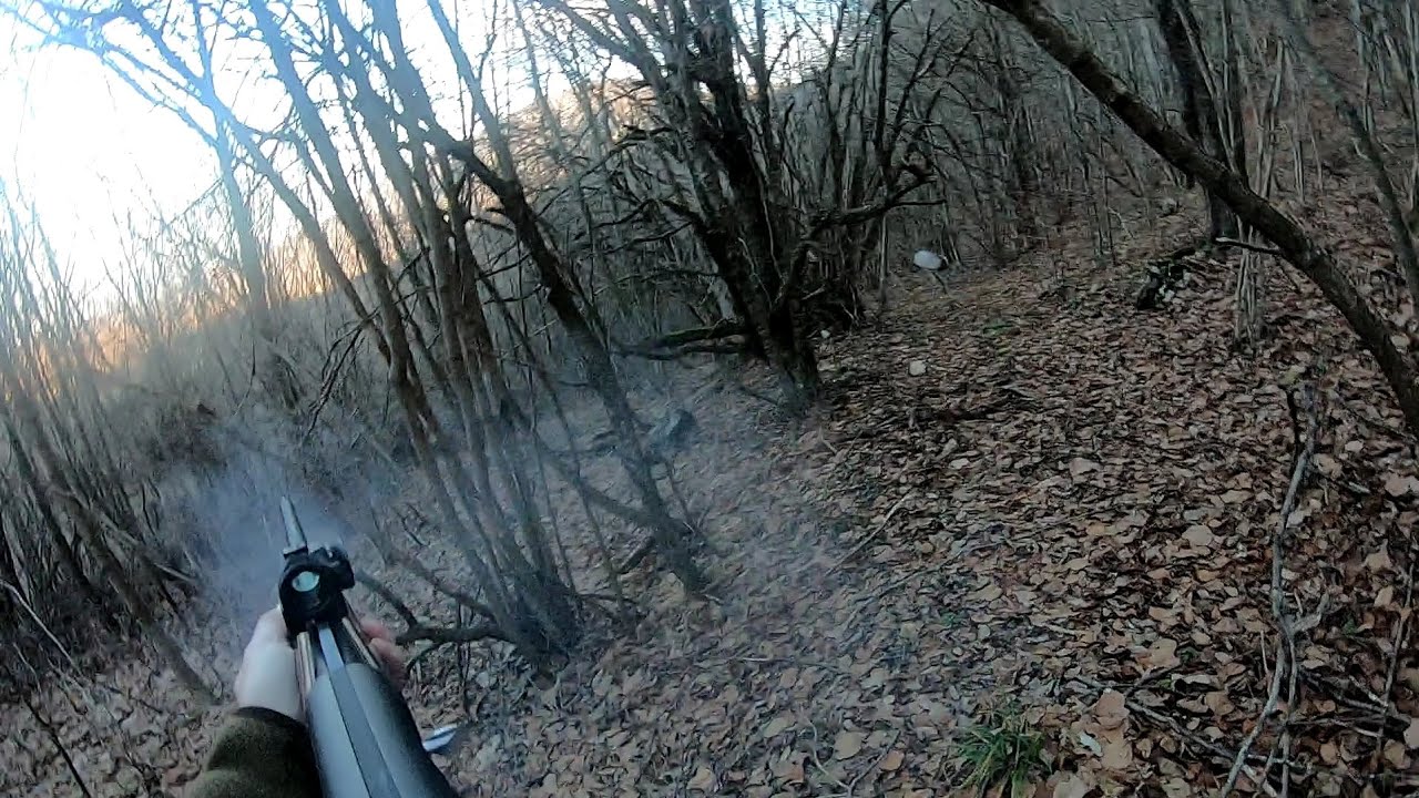 Lov na divlje svinje 🐗🐗 Odstrel svinje,za kojom dolazi Vuk,pucanje na ...