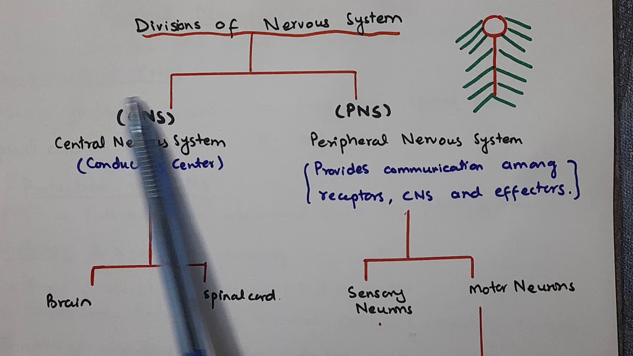 Nervous system- Diffused and Centralized Nervous system- (Biology ...