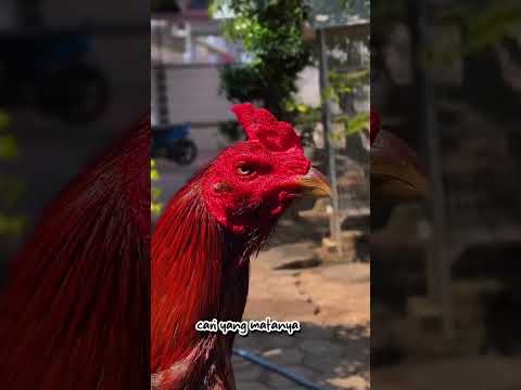 Cara memilih ayam yang bagus #shortvideo #ayambangkokimport #ayambangkokindonesia #anakayambangkok