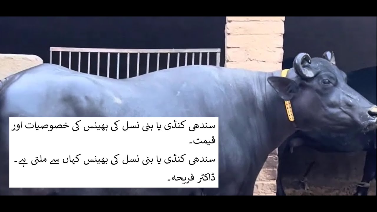 Dairy Farming| Features of sindhi Kundi or buni buffalo| Sindhi kundi ...