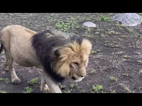 This was my last time seen the famous dark mane lion Bob junior in ...