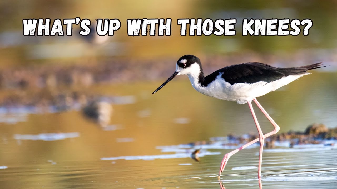 Do birds have backwards knees? - YouTube