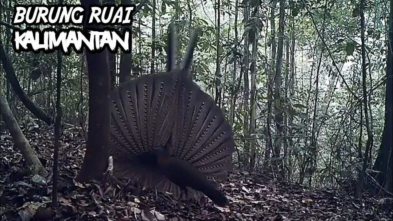 BURUNG RUAI / KUAU RAJA ( Argusianus argus ) - YouTube