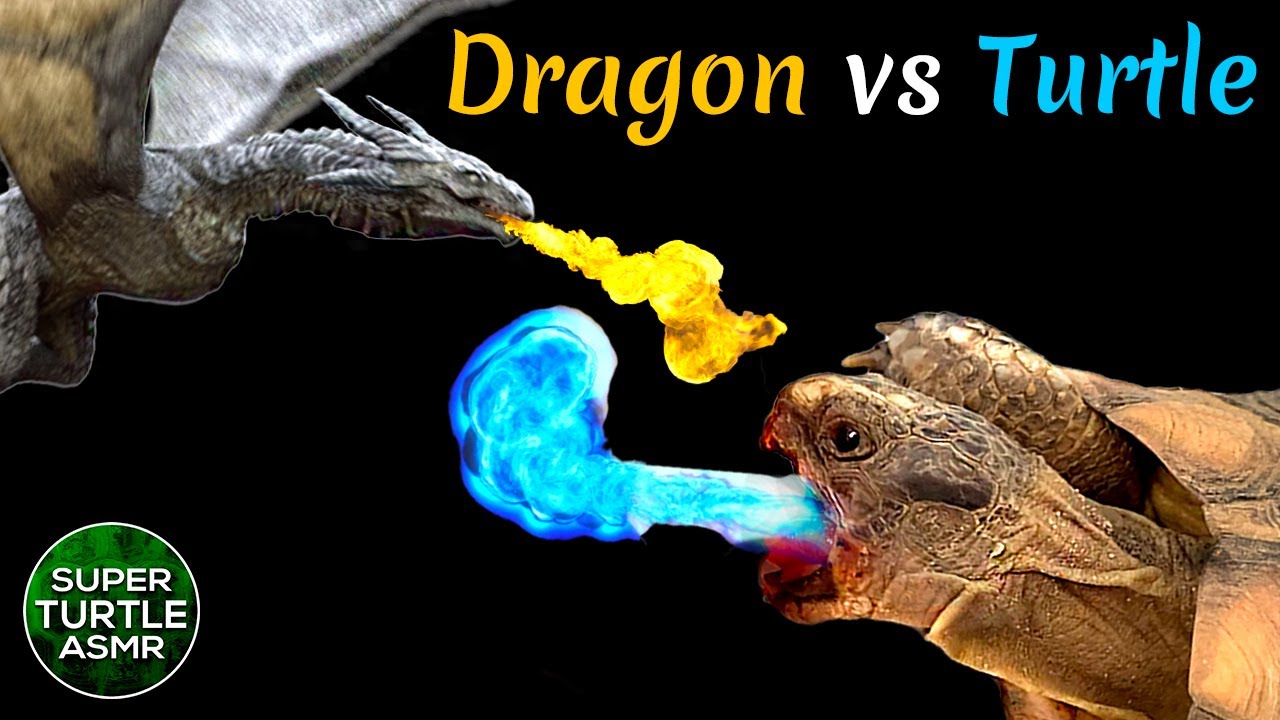 Turtle Eating DRAGON Fruit 🐢 Animal ASMR Tortoise 🐢91 - YouTube