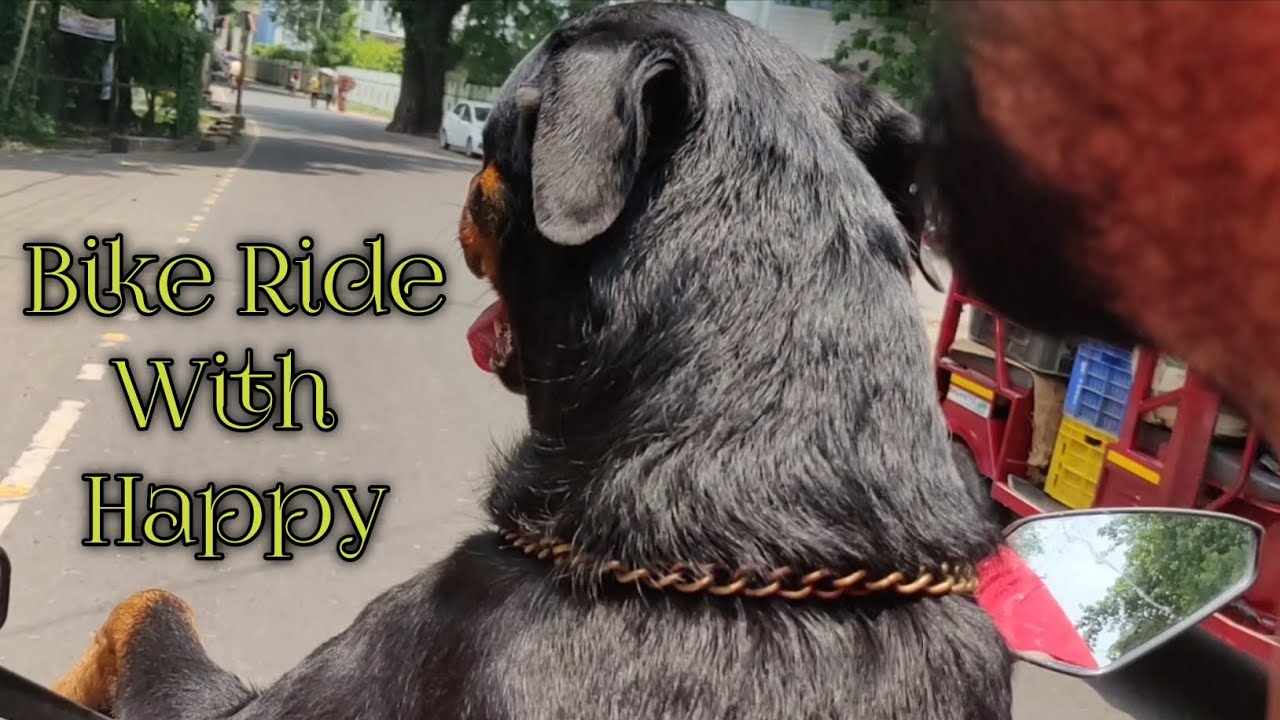 Bike Ride with Rottweiler Dog 😍 || Happy the Rottweiler - YouTube