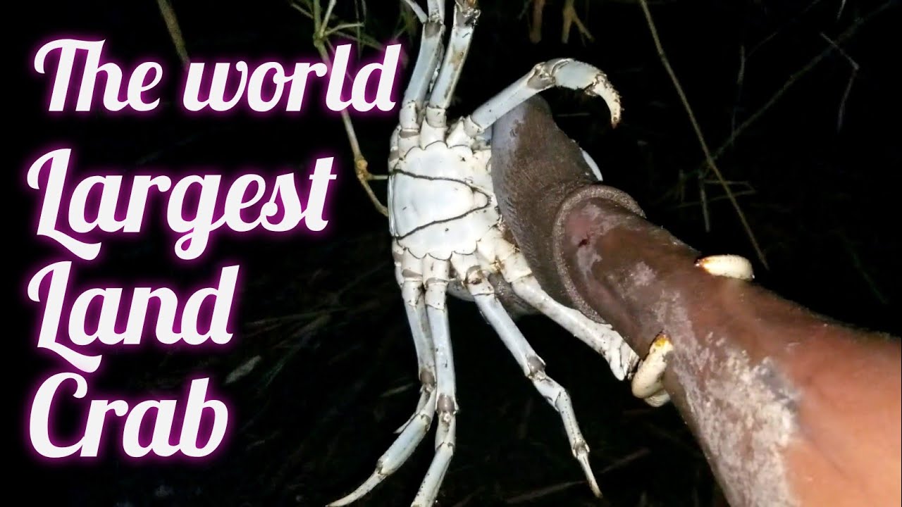 I CATCH THE WORLD LARGEST LAND CRAB /MUD CRAB catch n cook - YouTube