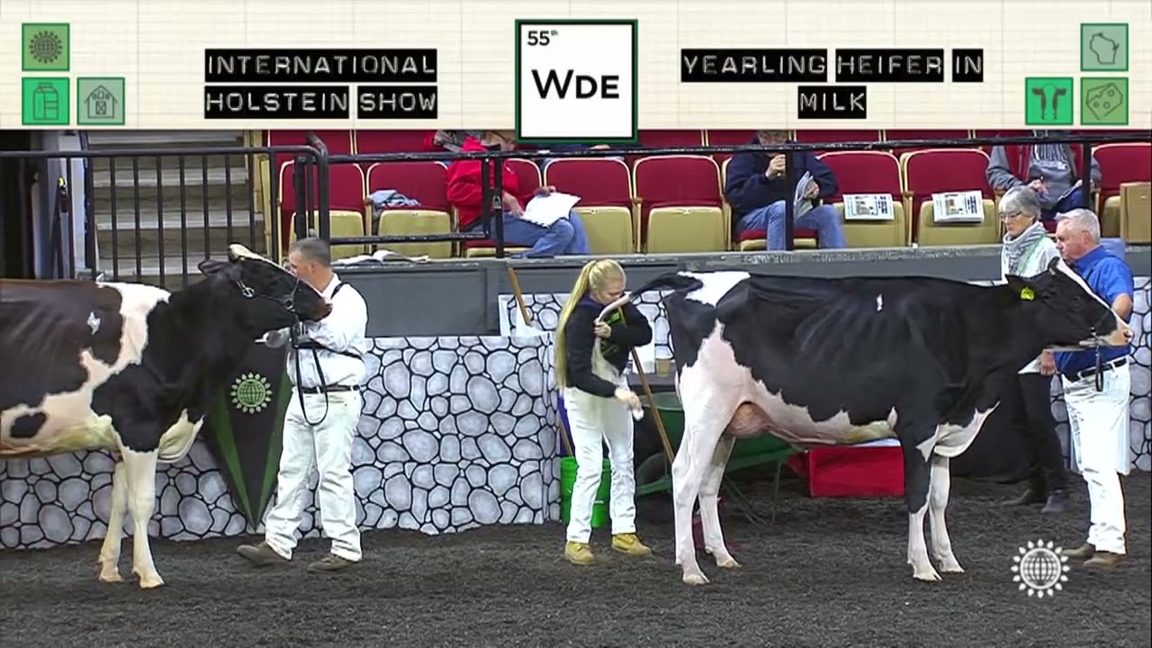 Holstein Dairy Show Cows