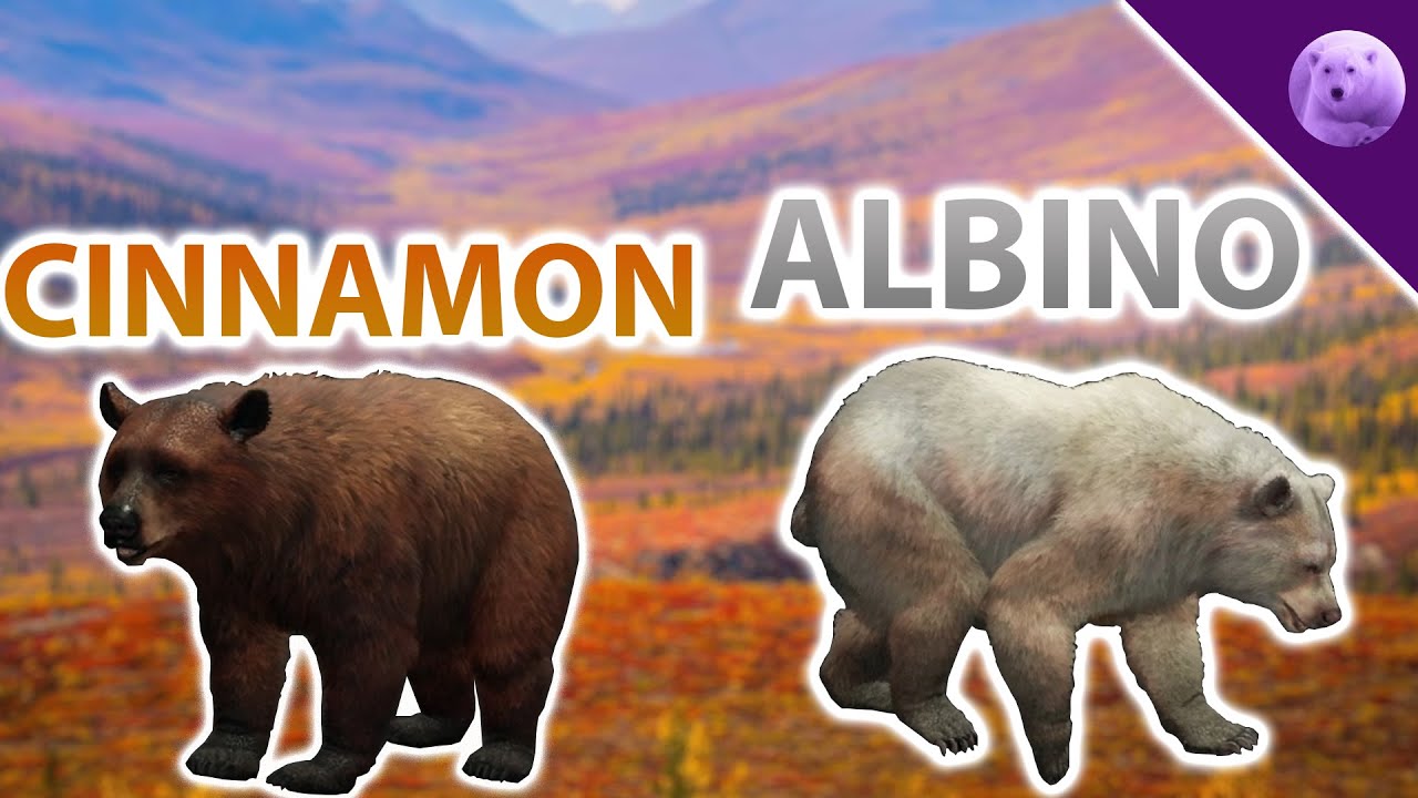 RARE BEARS EVERYWHERE | Hunting EVERY Species of BEAR In Cotw - YouTube