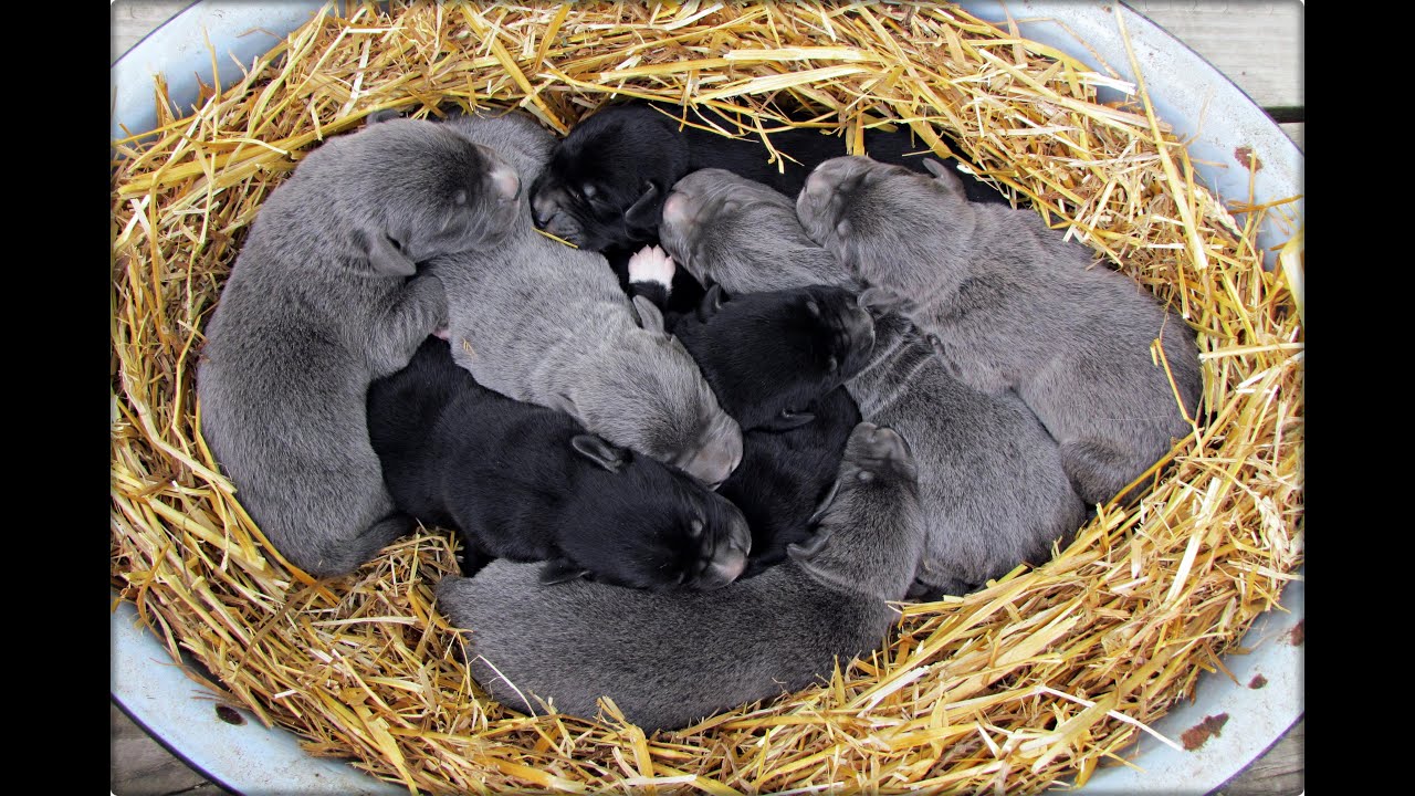 Great Pyredane Birth Announcement Spring 2016 Puppies - YouTube