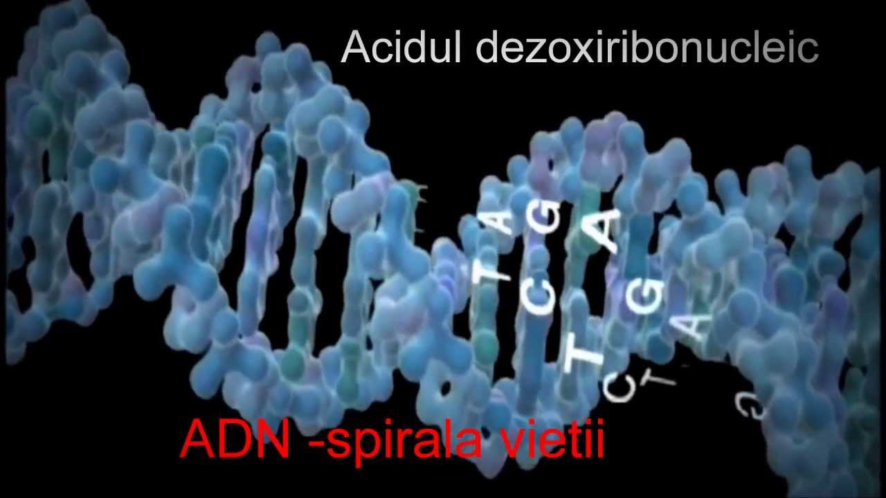Acizii Nucleici HD Best - YouTube
