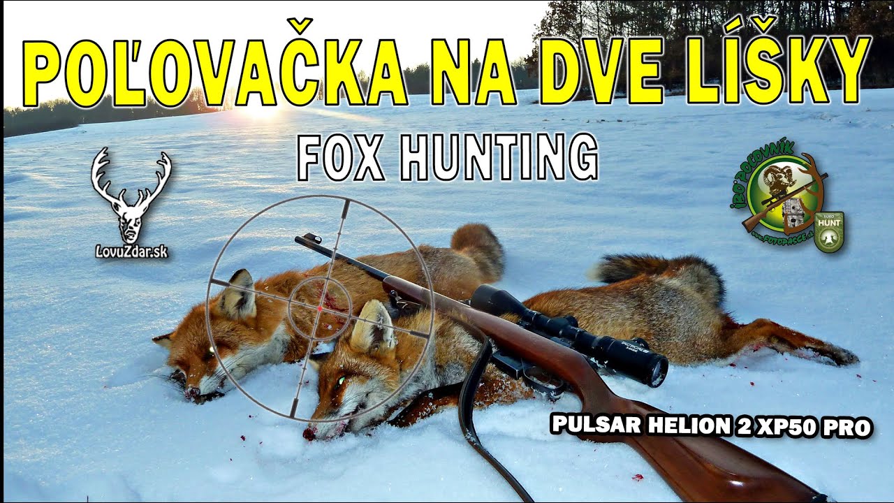 Poľovačka na dve líšky, jedna mala prašivinu | fox hunting hunt | termo ...