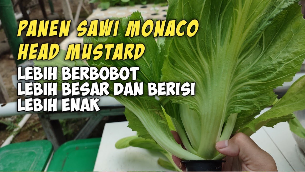 Sawi monaco head mustard siap panen, seperti ini jika dibanding pakcoi ...