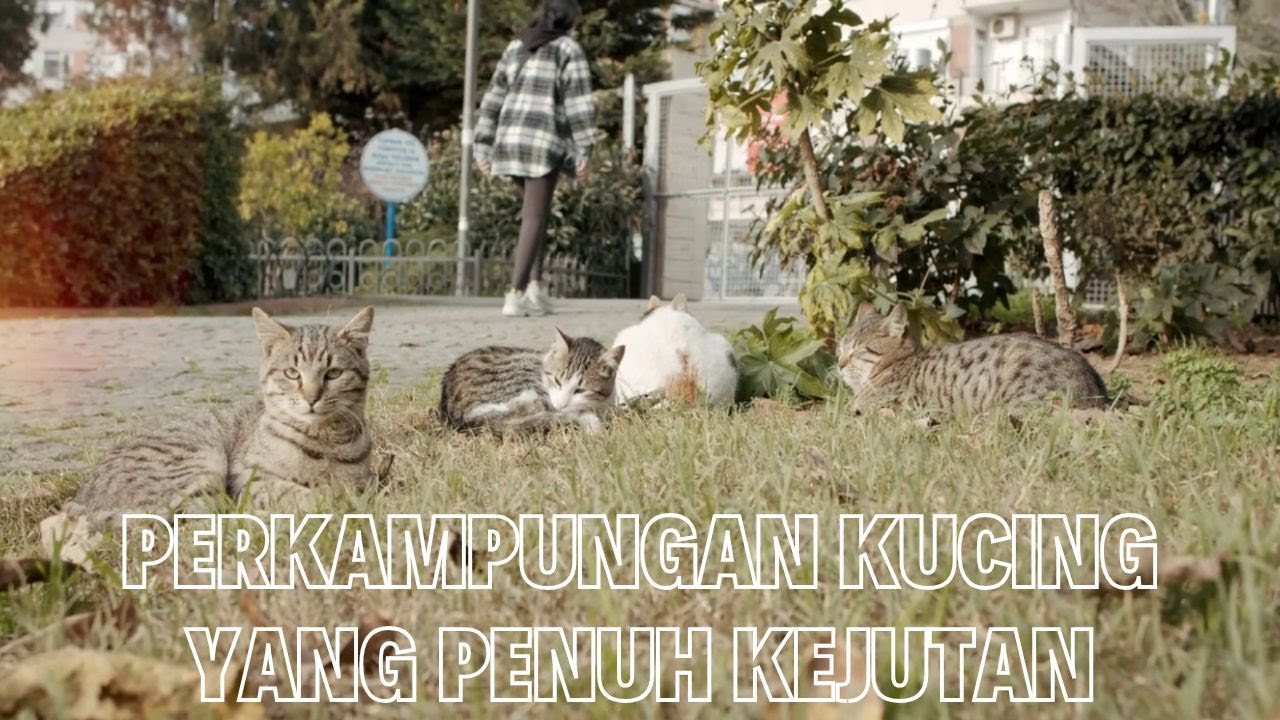 Perkampungan Kucing yang Penuh Kejutan - YouTube