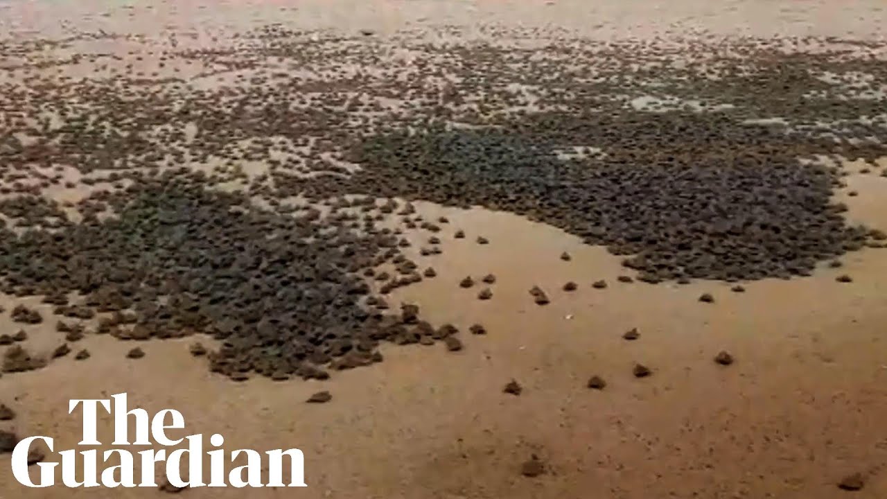 Incredible Drone Video Captures World’s Biggest Turtle Nesting Ground ...