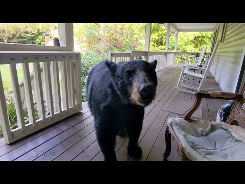 Bear Simone — Back to Black (fur) - YouTube
