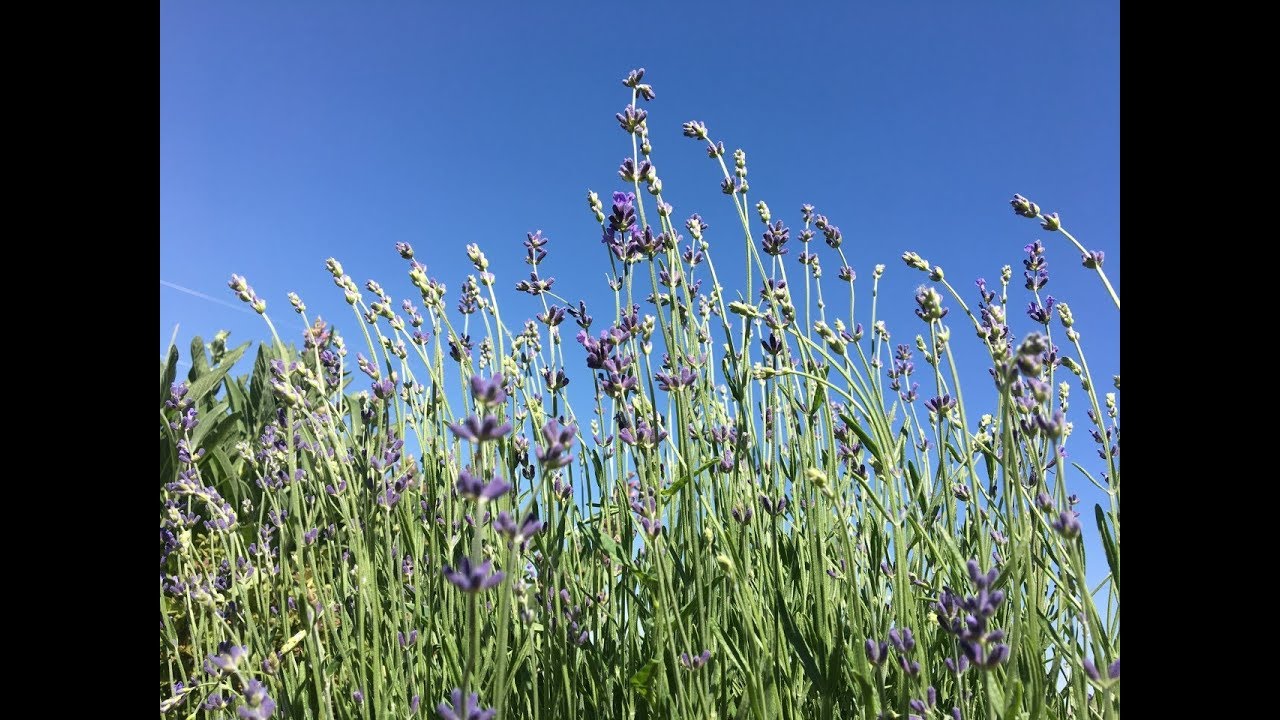 Lavender! ASL - YouTube