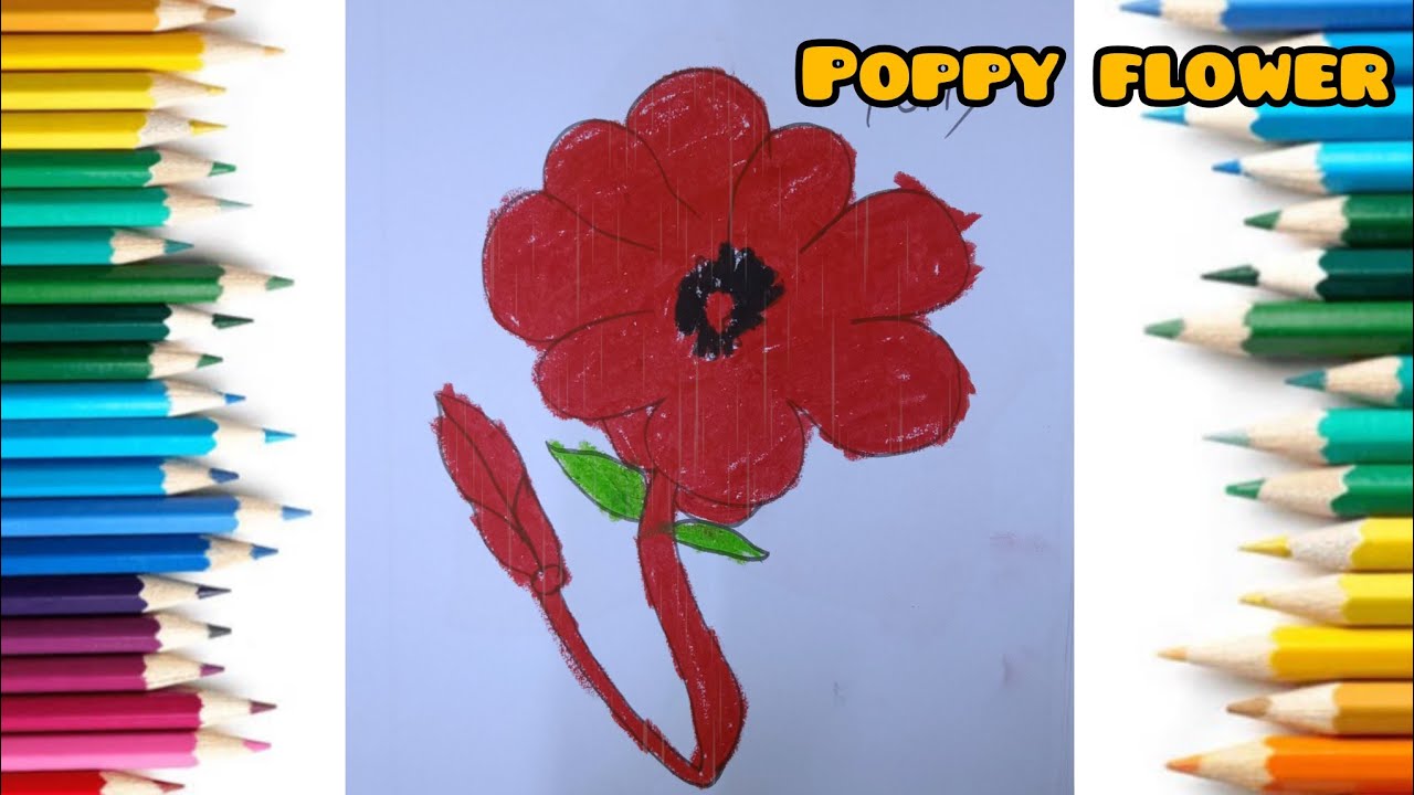 Poppy flower drawing||How To draw a poppy flower Step by step ...