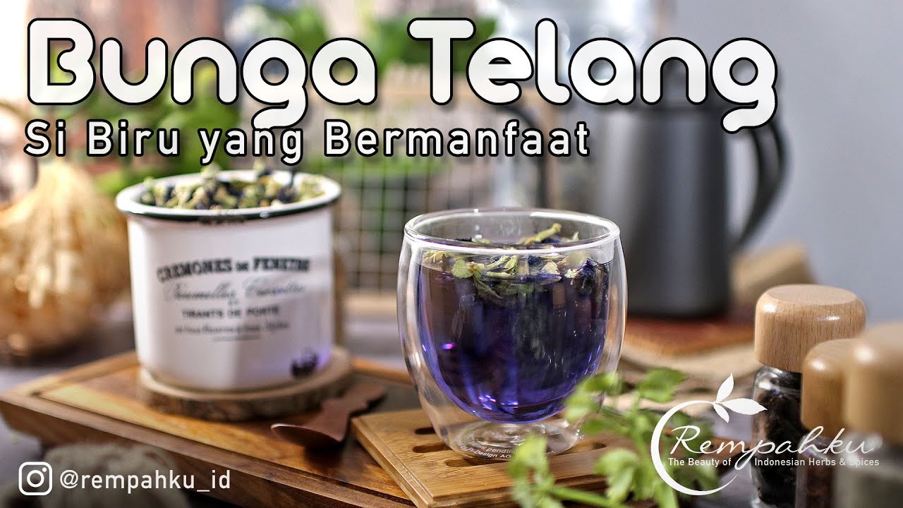 Rempahku Bunga Telang Butterfly Pea Flower Blue Tea Manfaat Teh Telang ...
