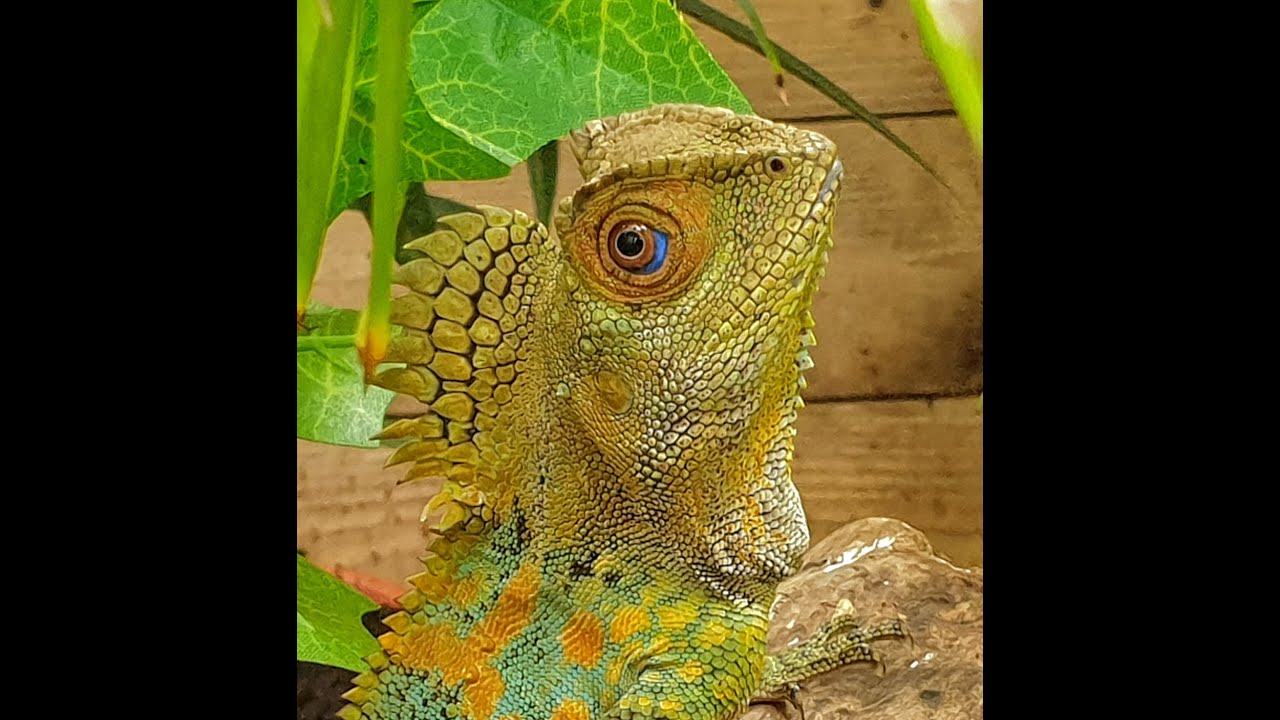 Have You Ever Seen a Lizard Have a Shower? - YouTube