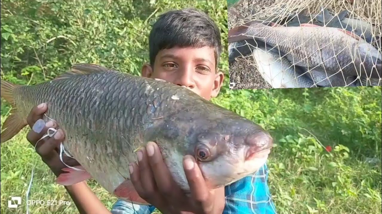 Ramadugu Singh shikar big size Rahu fish// Abdullah Fishing Azadnagar ...