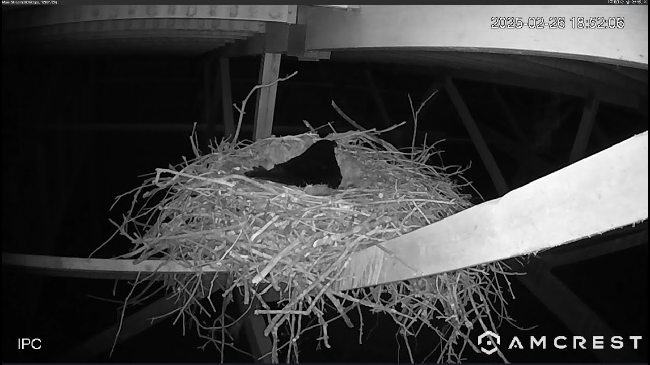 Raven Nest Stream - 2025 - YouTube