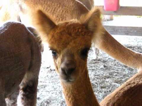 Ardent for Alpacas: Shadow Pines Alpaca Farm - YouTube