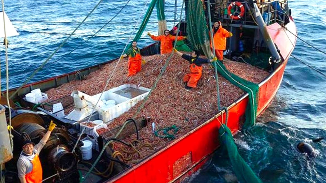 Net Fishing Shrimp, Catch Hundreds Tons Shrimp on sea - Shrimp ...