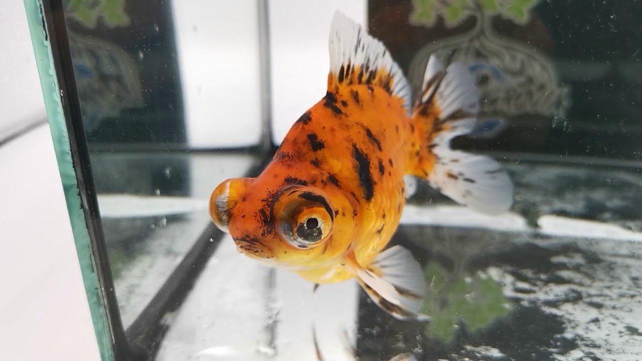Demekin Goldfish