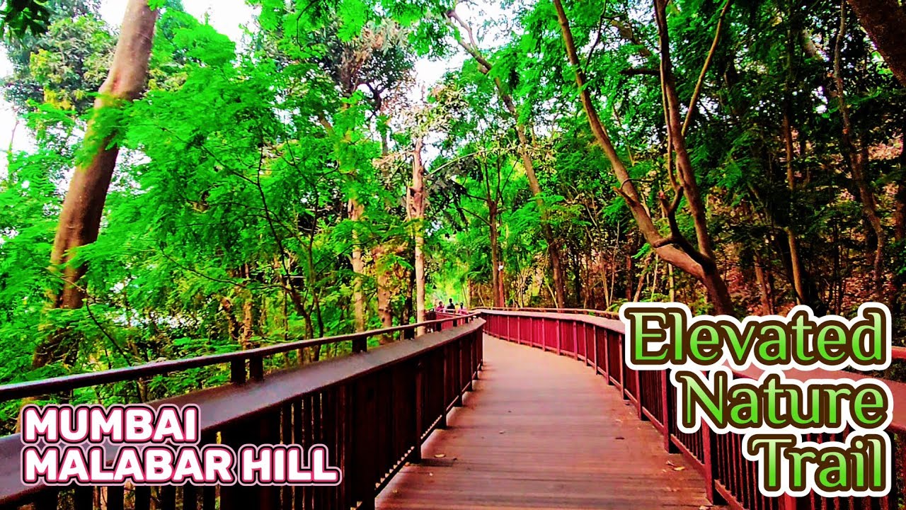 City's First-Ever Elevated Forest Trail 🌿🌳 A Scenic Walk Amidst Nature🚶 ...