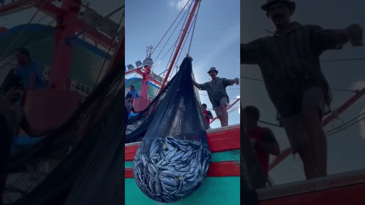 best video trawl || trawl net fishing || Big salmon Fish - YouTube