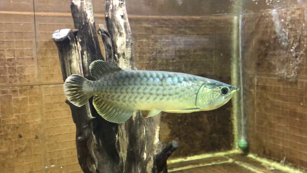 My Batik Arowana - YouTube