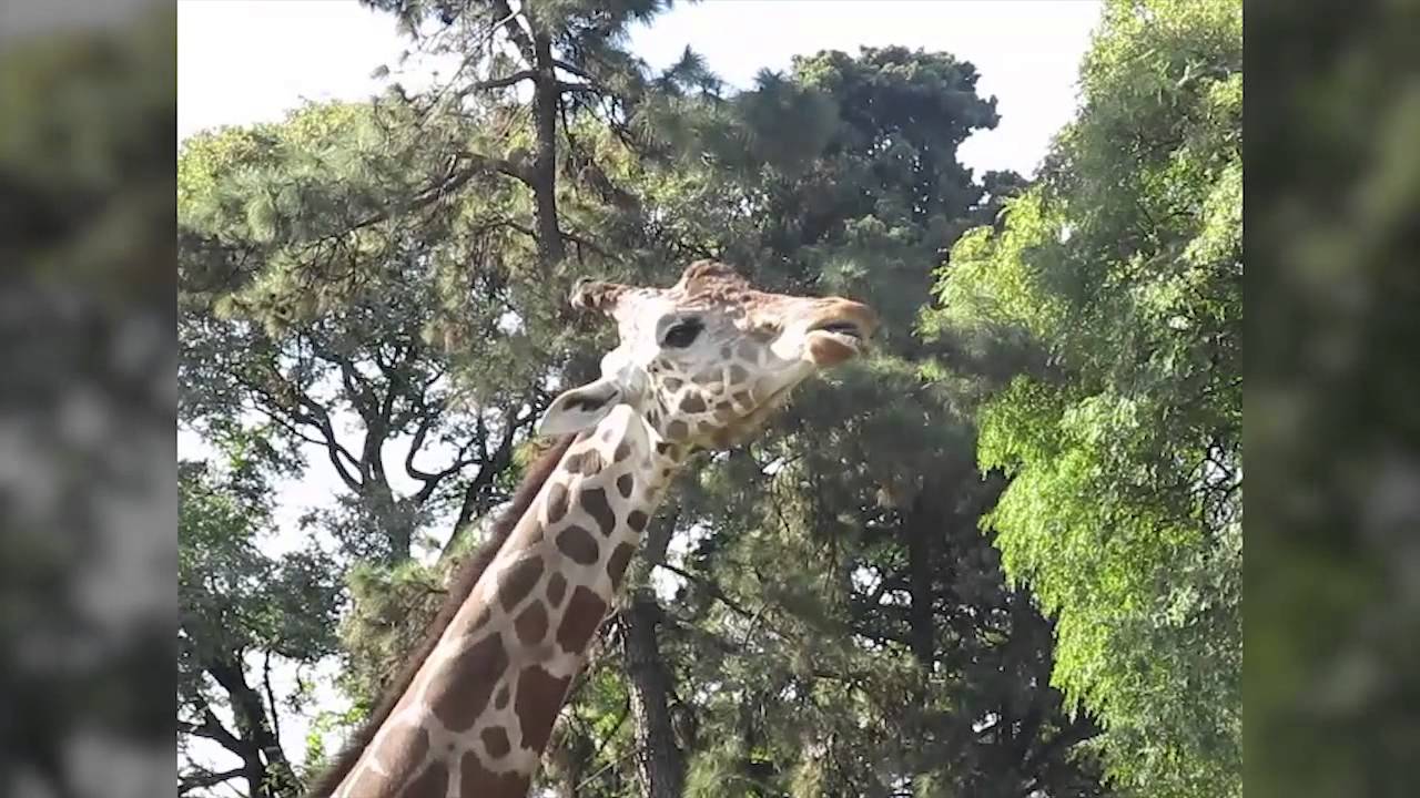 SinZoo - Jirafas - Zoo de Palermo - Mayo 2015 - YouTube
