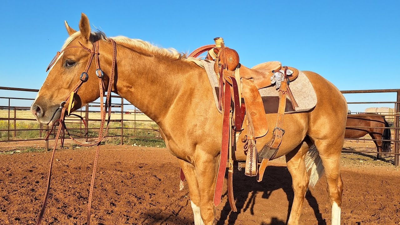 ol'two socks!!!! first ride in almost 2 weeks. - YouTube