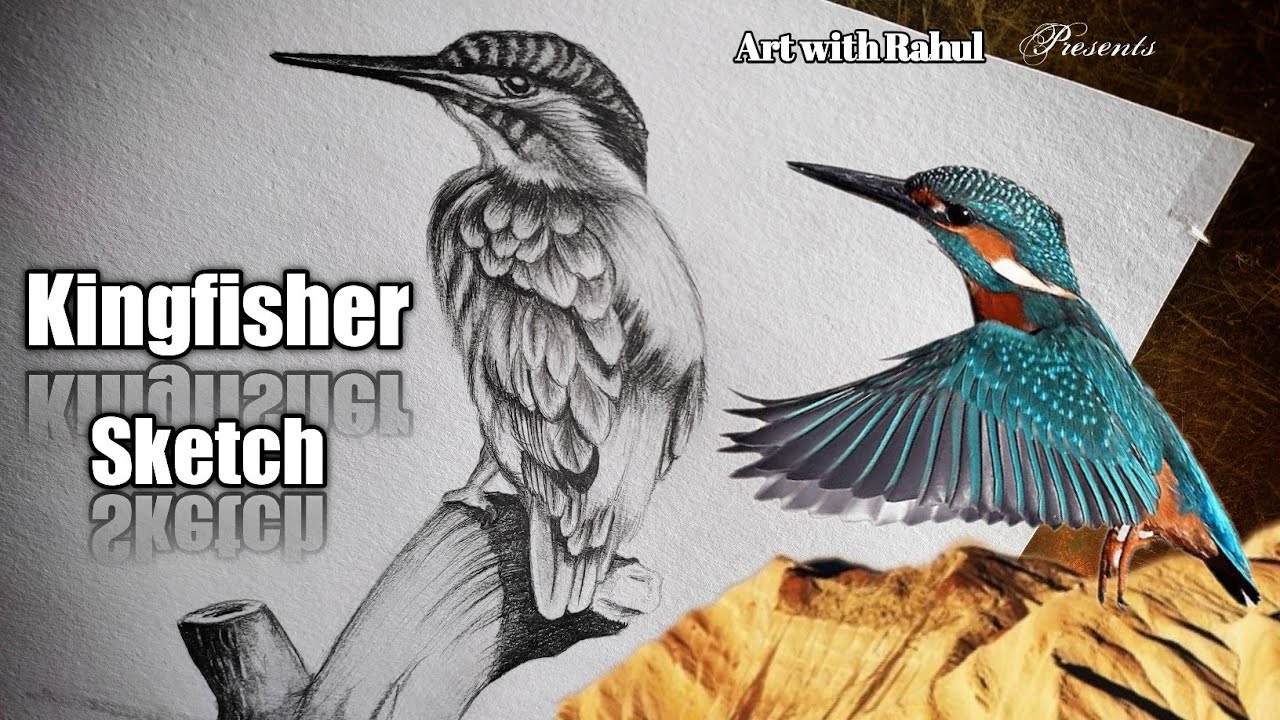 How To Draw A Kingfisher || Kingfisher Sketch || - YouTube