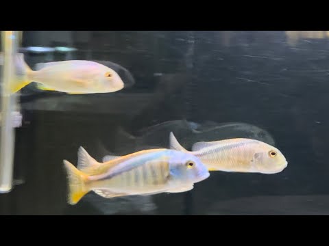 Buccochromis nototaenia - bucco noto female is holding eggs! Second ...