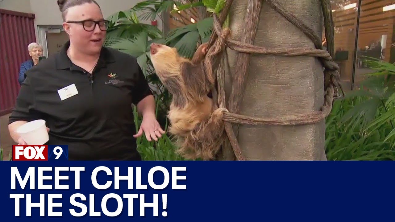 Visit with Chloe the Sloth: Weekend happenings at the Como Zoo - YouTube