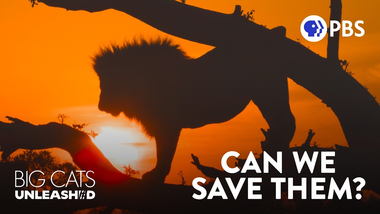 Africa’s Big Cats are Disappearing. What Can We Do? | Big Cats ...