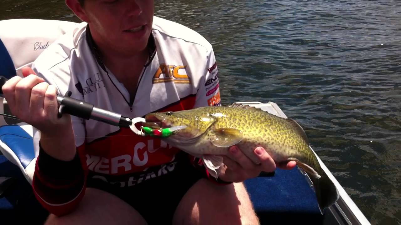 murray cod taken at keepit dam on hardhitter lure part 2 - YouTube