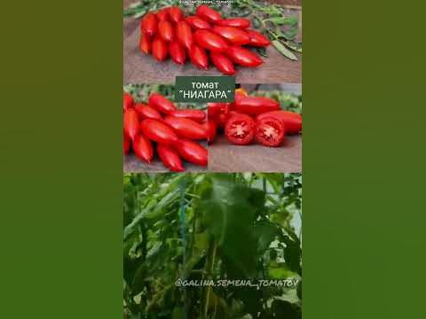 КУСТ УСЫПАН ПОМИДОРАМИ📍 #помидоры #tomato #огород #семенатоматов # ...