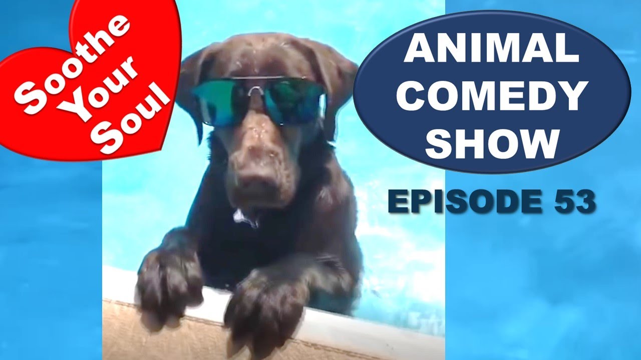 Animal Comedy Show EPISODE 53 - YouTube