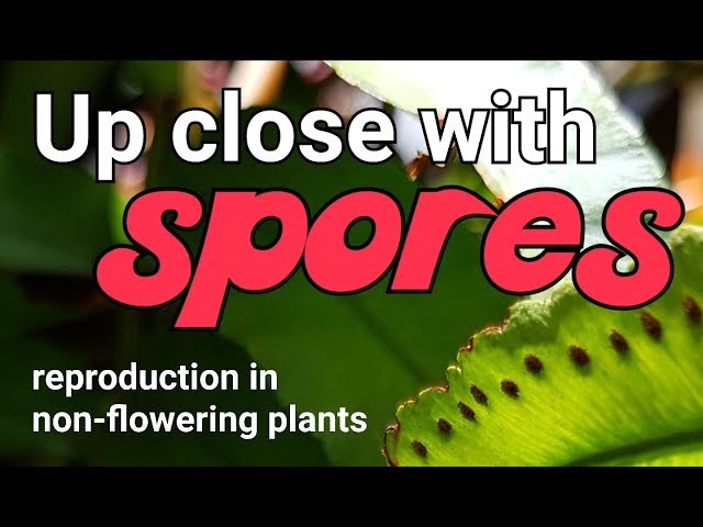 Life Cycle Of A Non Flowering Plant