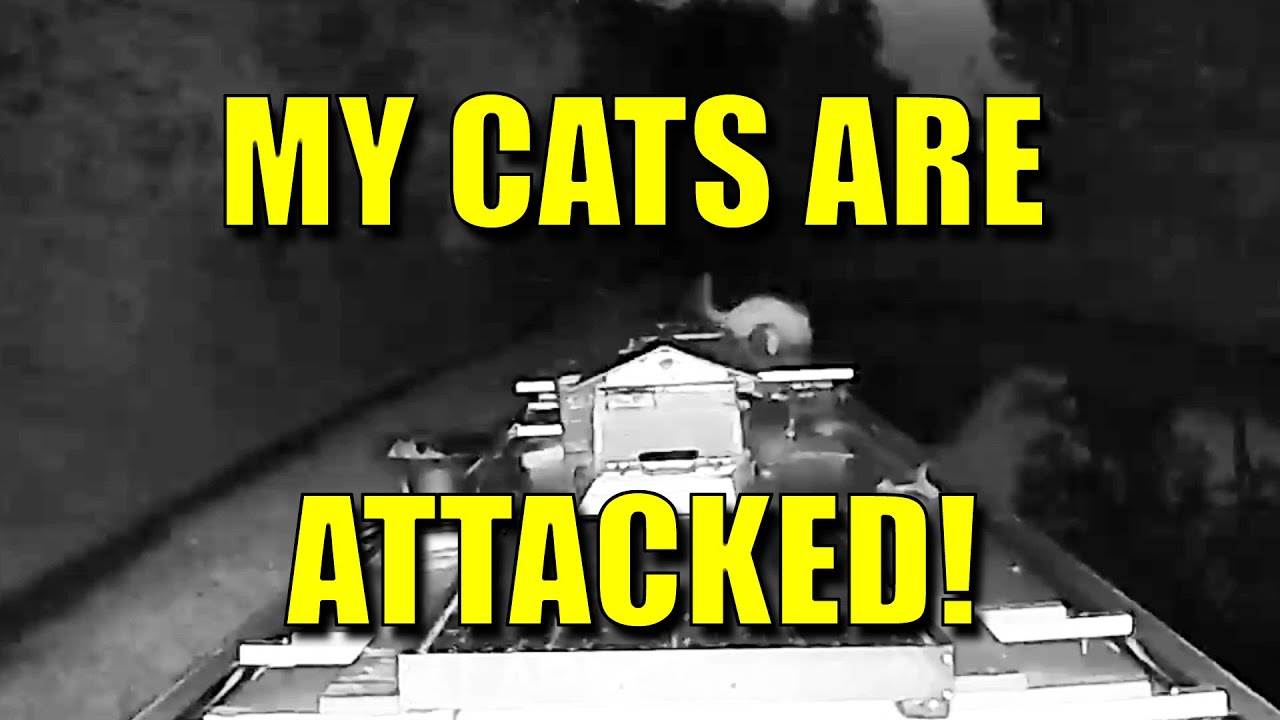 Cat Fight! Bushka Wins. - YouTube