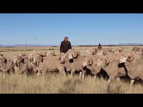 Retief Geelbek Merino's Produksieveiling - YouTube