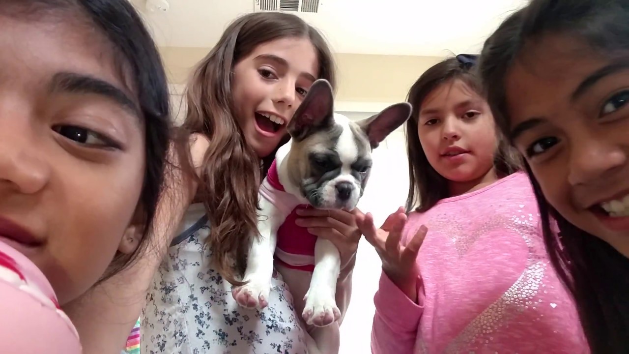 Salsa Dancing French Bulldog!!! - YouTube