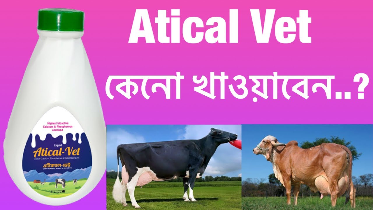 Atical vet। কেনো খাওয়াবেন...? - YouTube